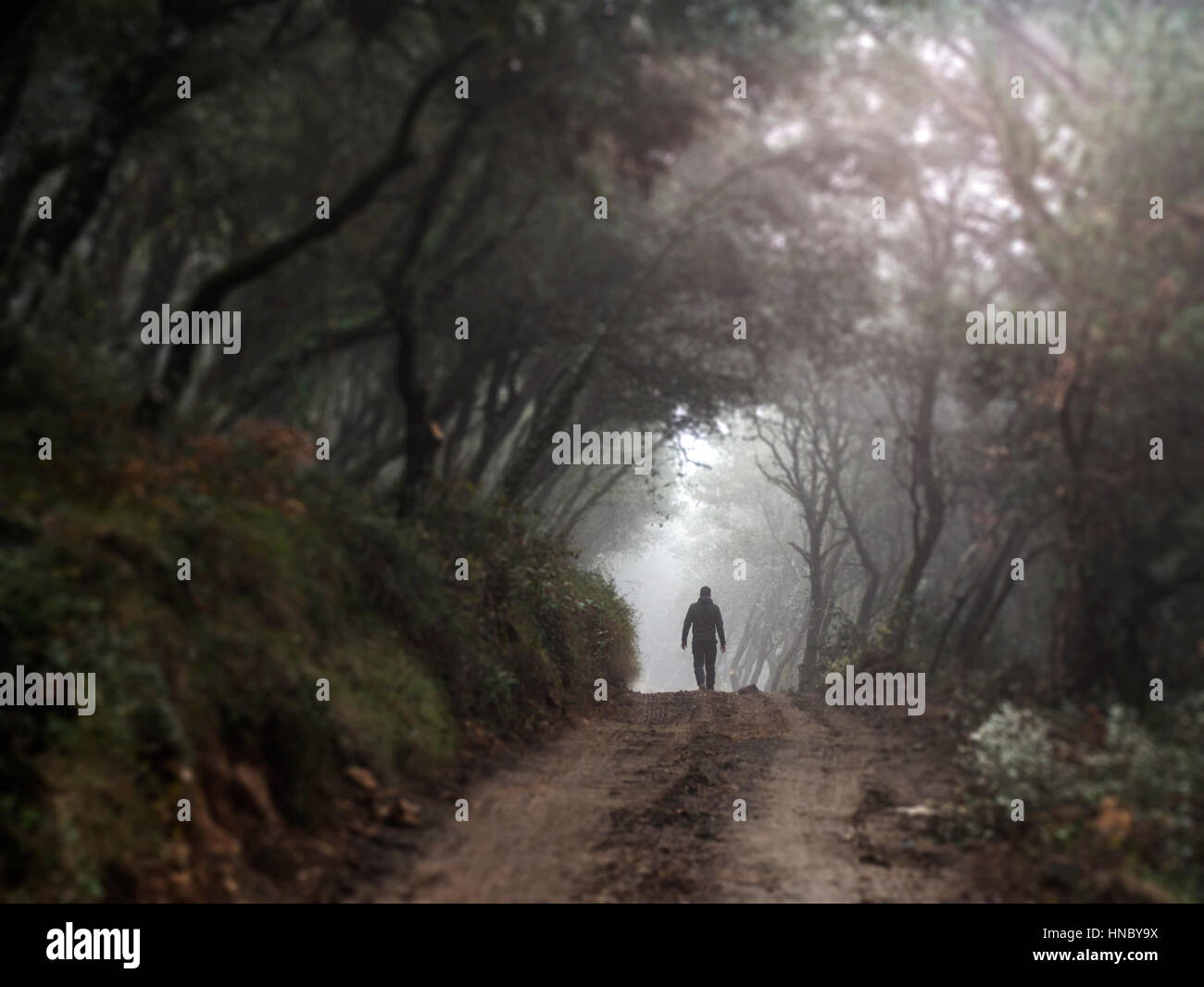 Man walking into forest hi-res stock photography and images - Alamy