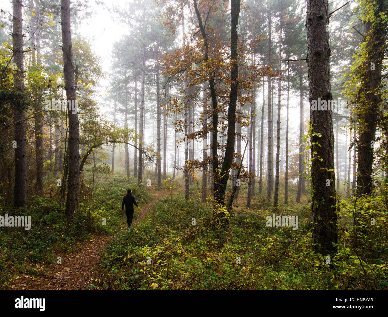 Man walking from forest hi-res stock photography and images - Alamy