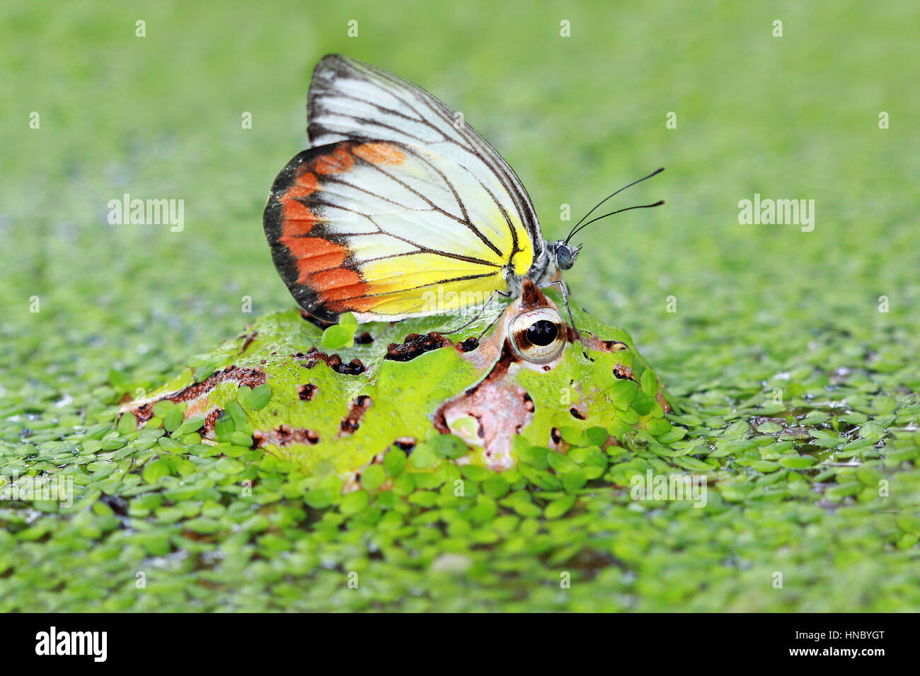 Butterfly on pacman frog, Indonesia Stock Photo - Alamy