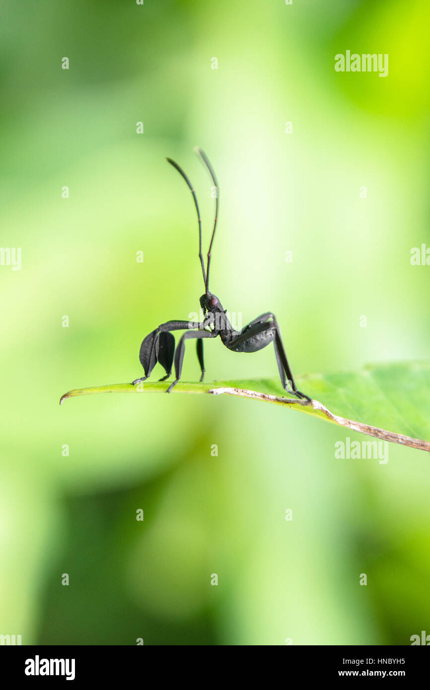 Selatan High Resolution Stock Photography and Images - Alamy