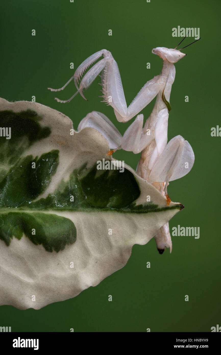White orchid mantis on a leaf hi-res stock photography and images - Alamy