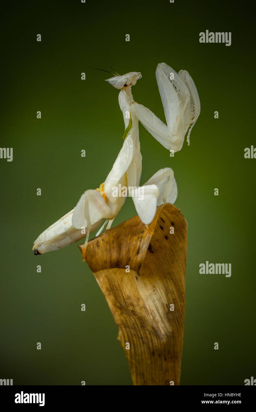 White orchid mantis on a leaf, Sukabumi, West Java, Indonesia Stock ...