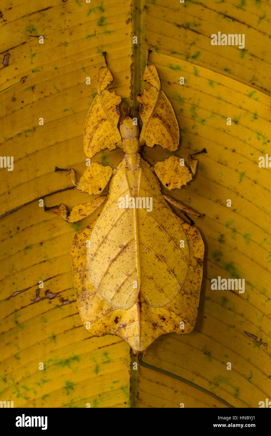 Yellow mantis on a leaf, Sukabumi, West Java, Indonesia Stock Photo - Alamy