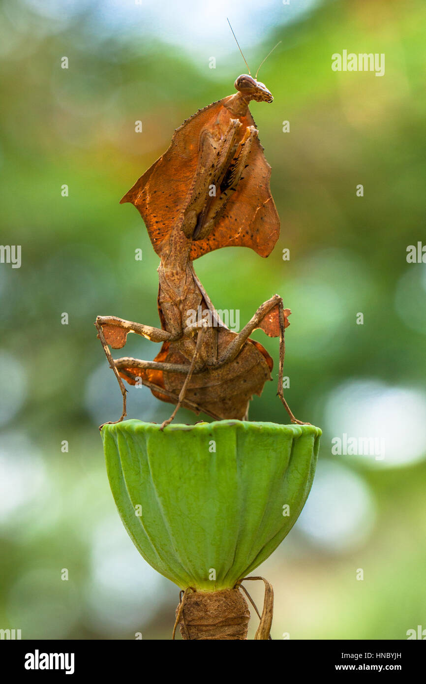 Dead leaf mantis camouflage hi-res stock photography and images - Alamy