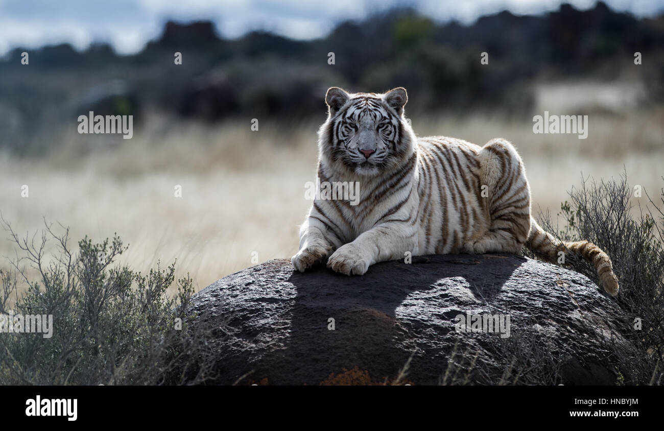 Tiger sitting on rocks, South Africa Stock Photo - Alamy