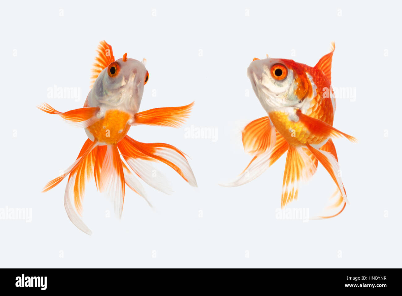 Two goldfish hi-res stock photography and images - Alamy