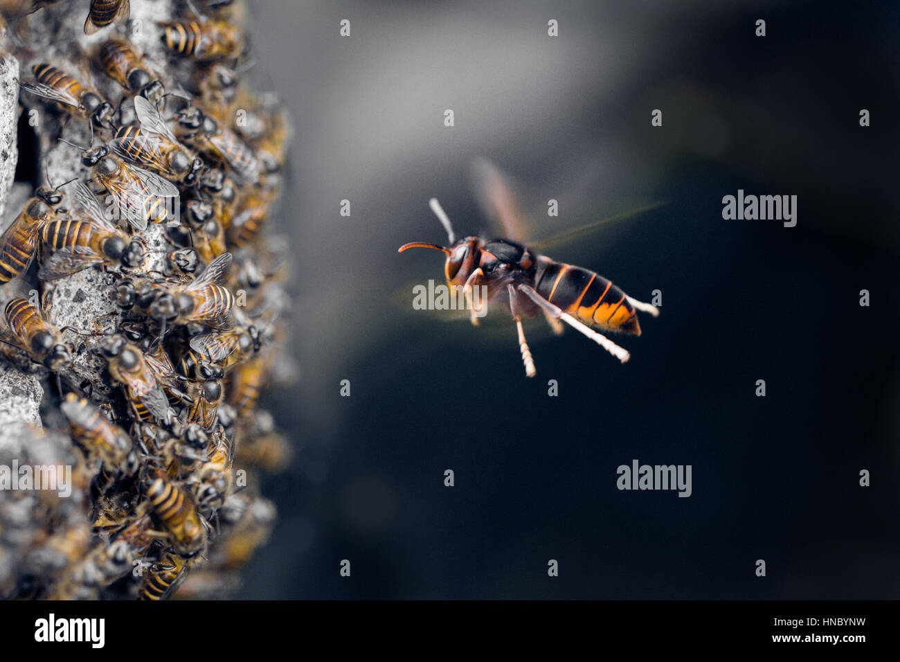 Honeycomb hornet hi-res stock photography and images - Alamy