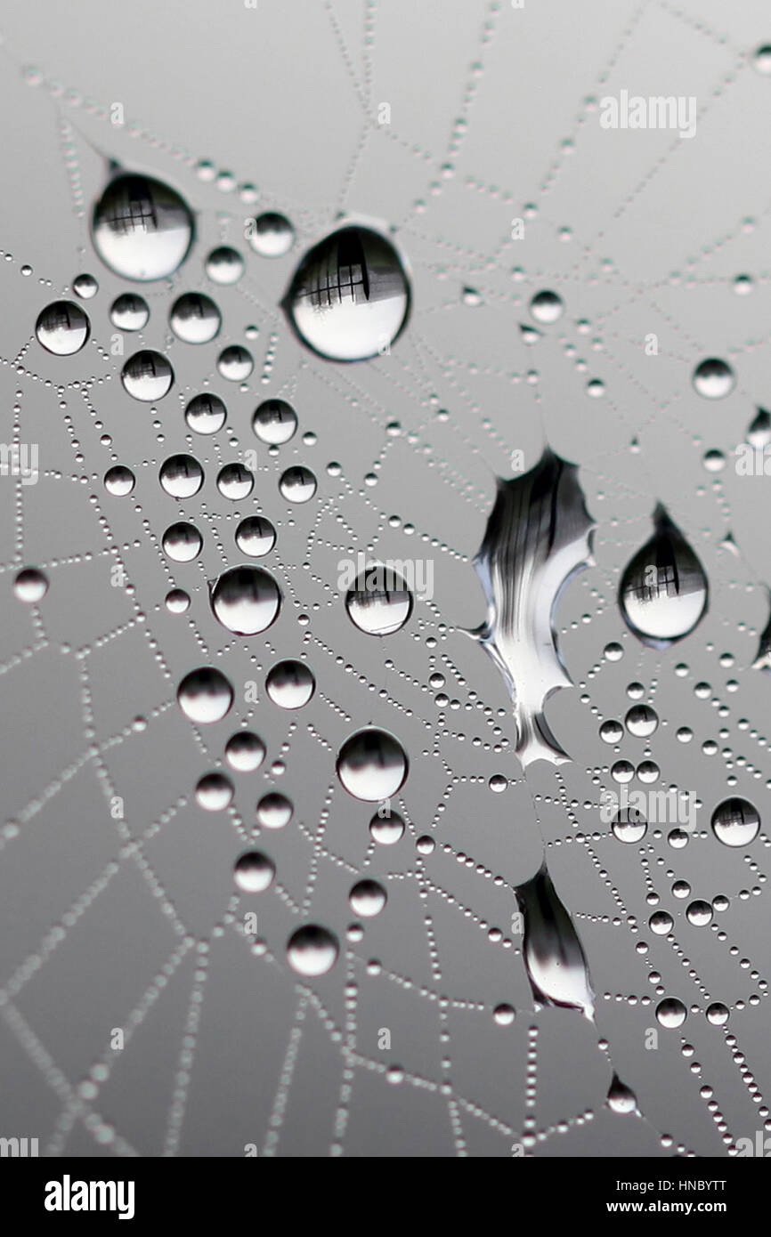 Spider on water hi-res stock photography and images - Alamy