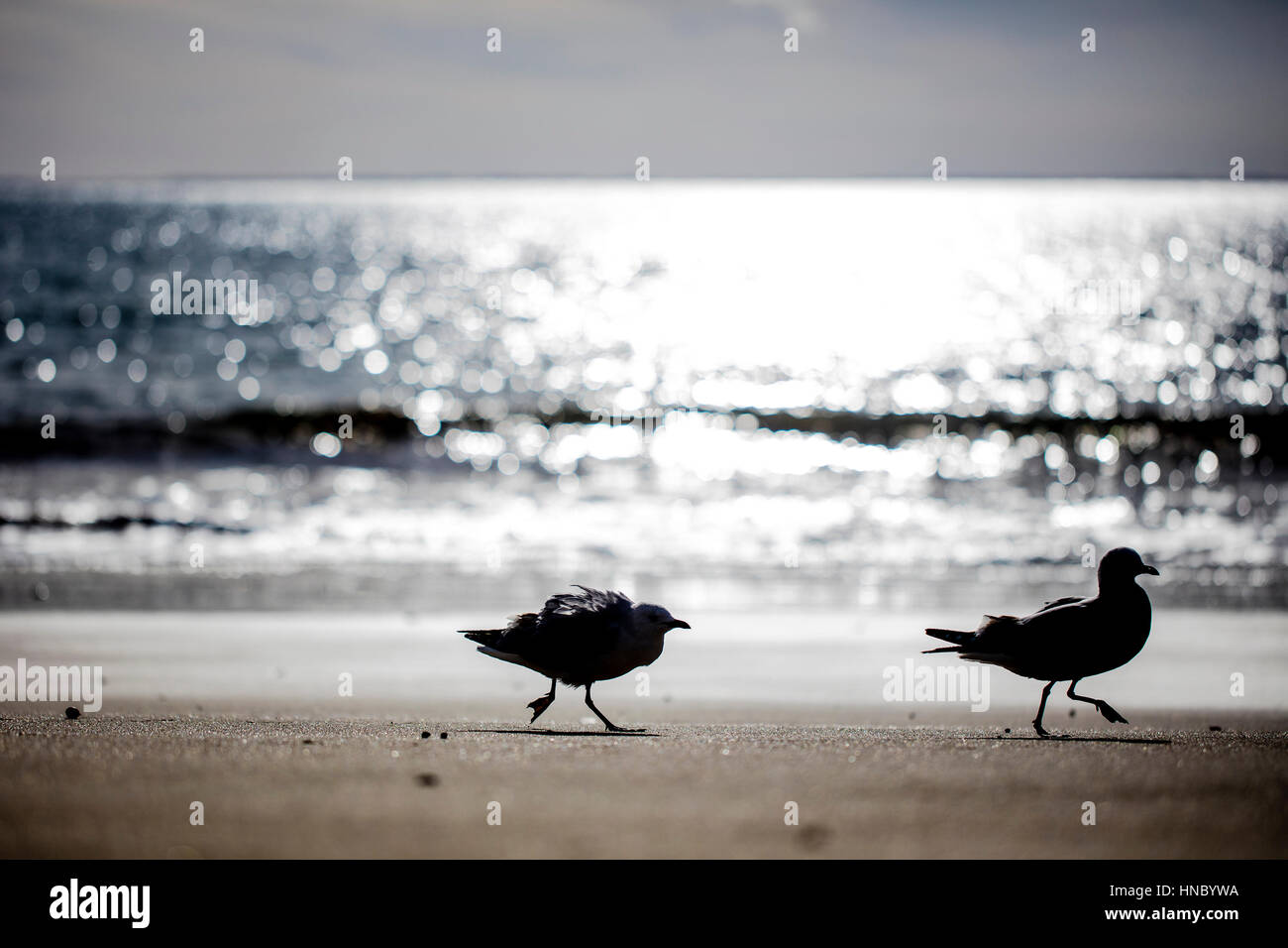 Two Seagulls on beach, Pouto, New Zealand Stock Photo - Alamy