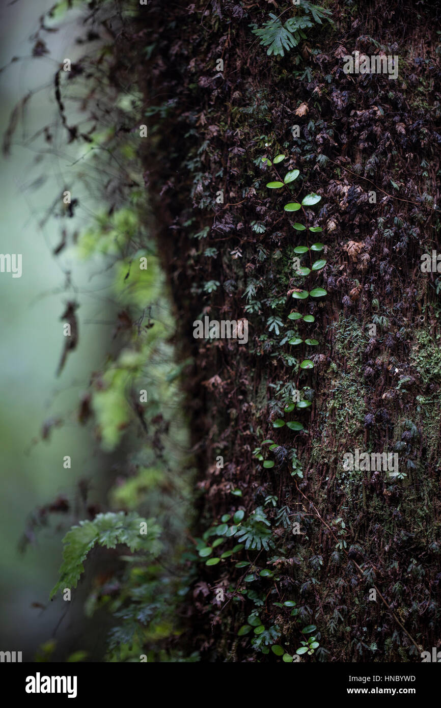 New leaves growing on tree hi-res stock photography and images - Alamy