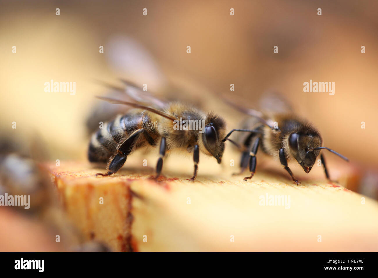 Teamwork of bees hi-res stock photography and images - Alamy