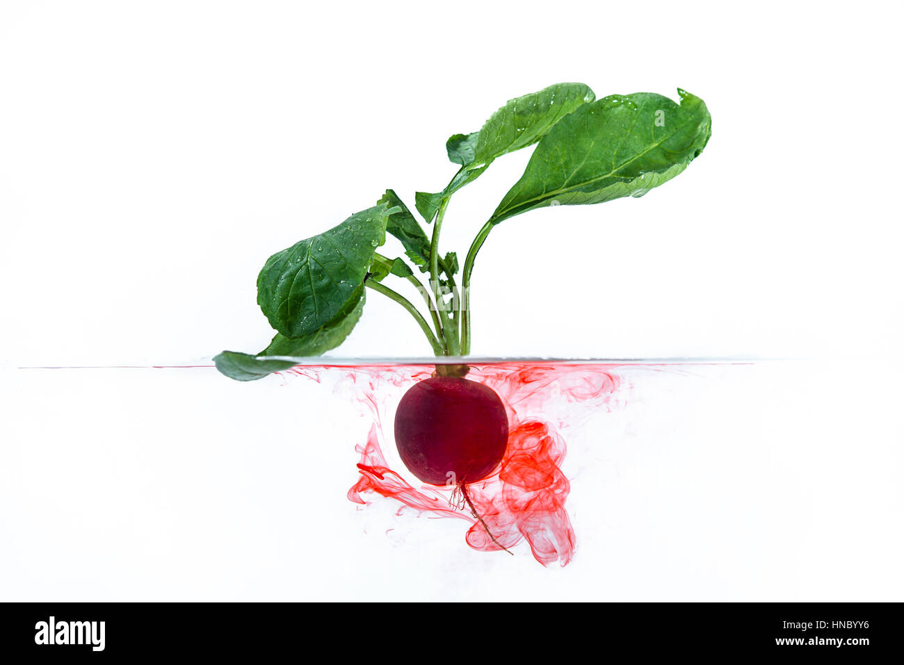 Radish floating in water Stock Photo - Alamy
