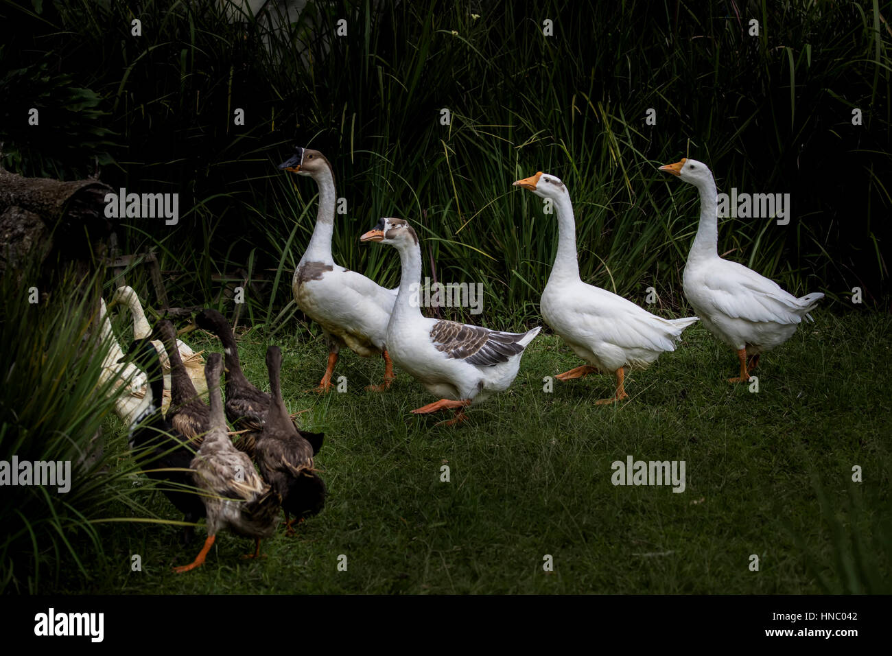 Flock of geese hi-res stock photography and images - Alamy