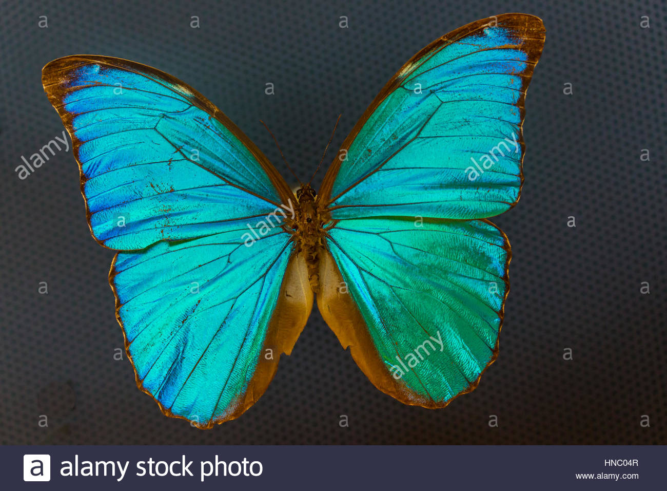 Mounted Butterfly Stock Photos & Mounted Butterfly Stock Images - Alamy