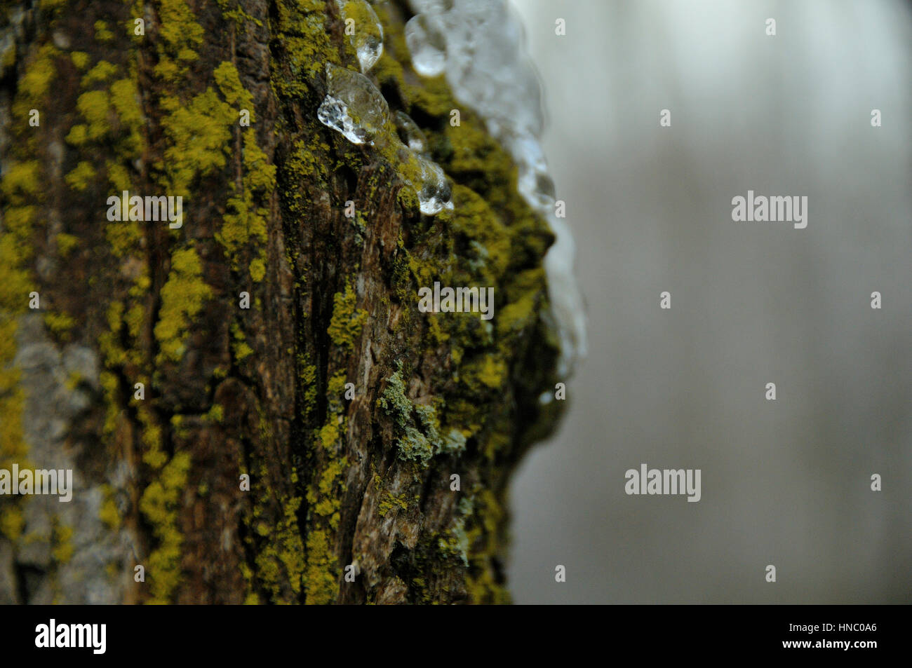 Close up of tree bark covered in ice (Brampton, ON Stock Photo - Alamy