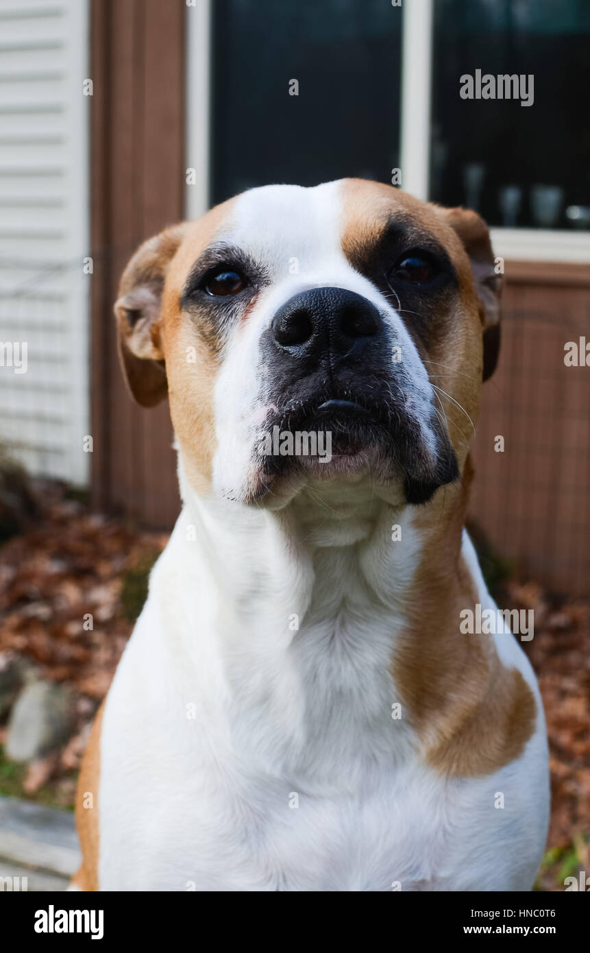 Pup with a blank stare Stock Photo - Alamy