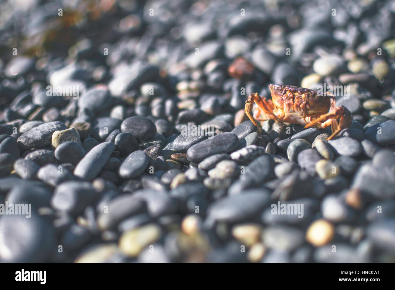 crab in pebble beach landscape Stock Photo - Alamy