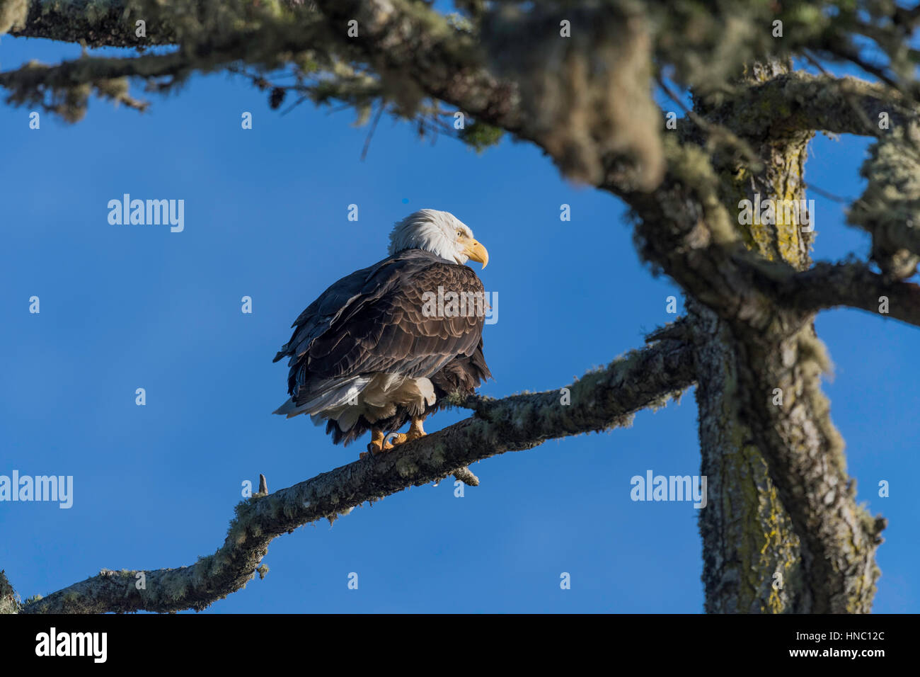 Perched eagle from behind hi-res stock photography and images - Alamy