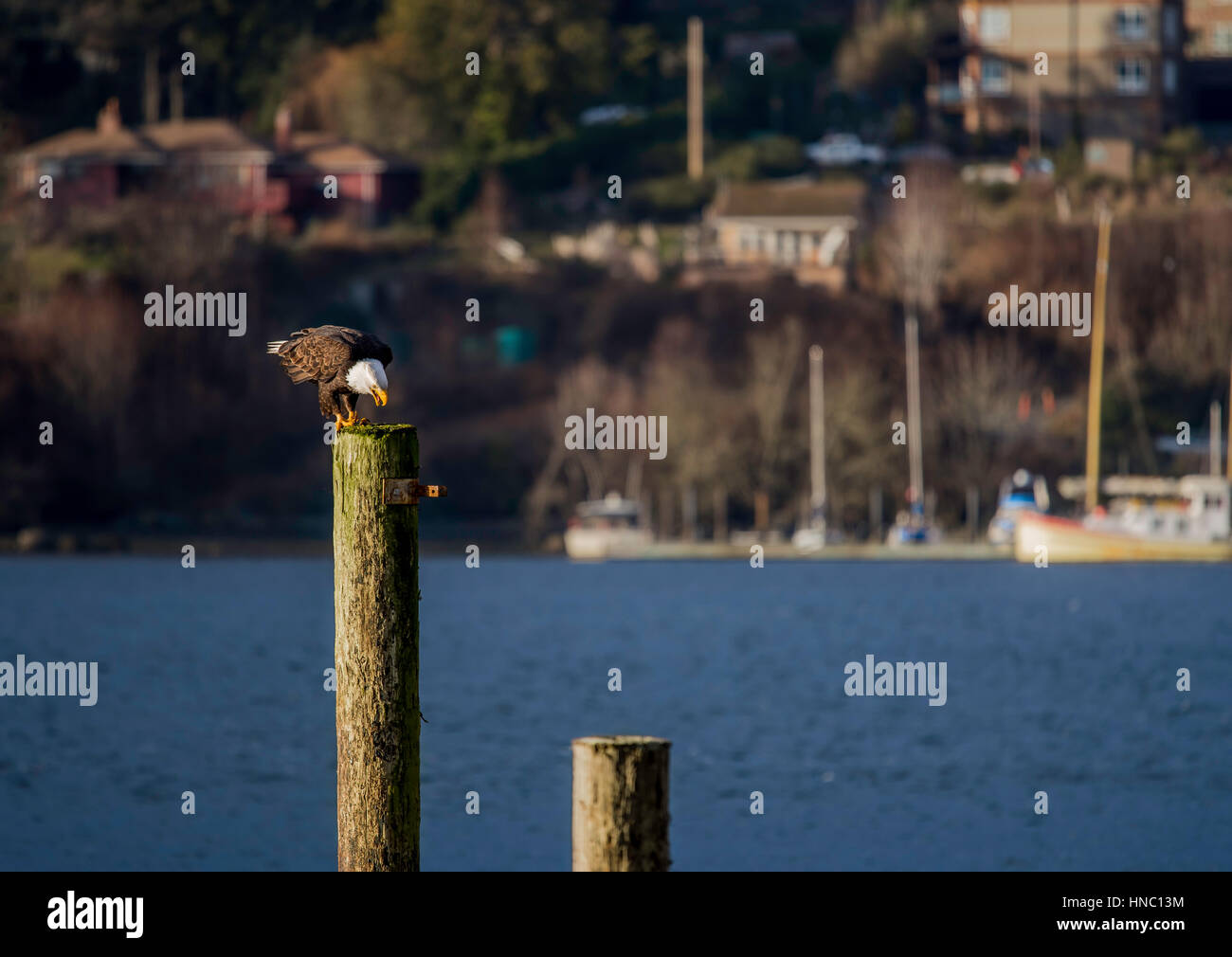 Bald eagle in harbour hi-res stock photography and images - Alamy