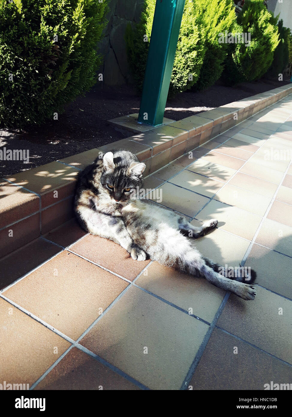 Domestic cat lazy humor hi-res stock photography and images - Alamy
