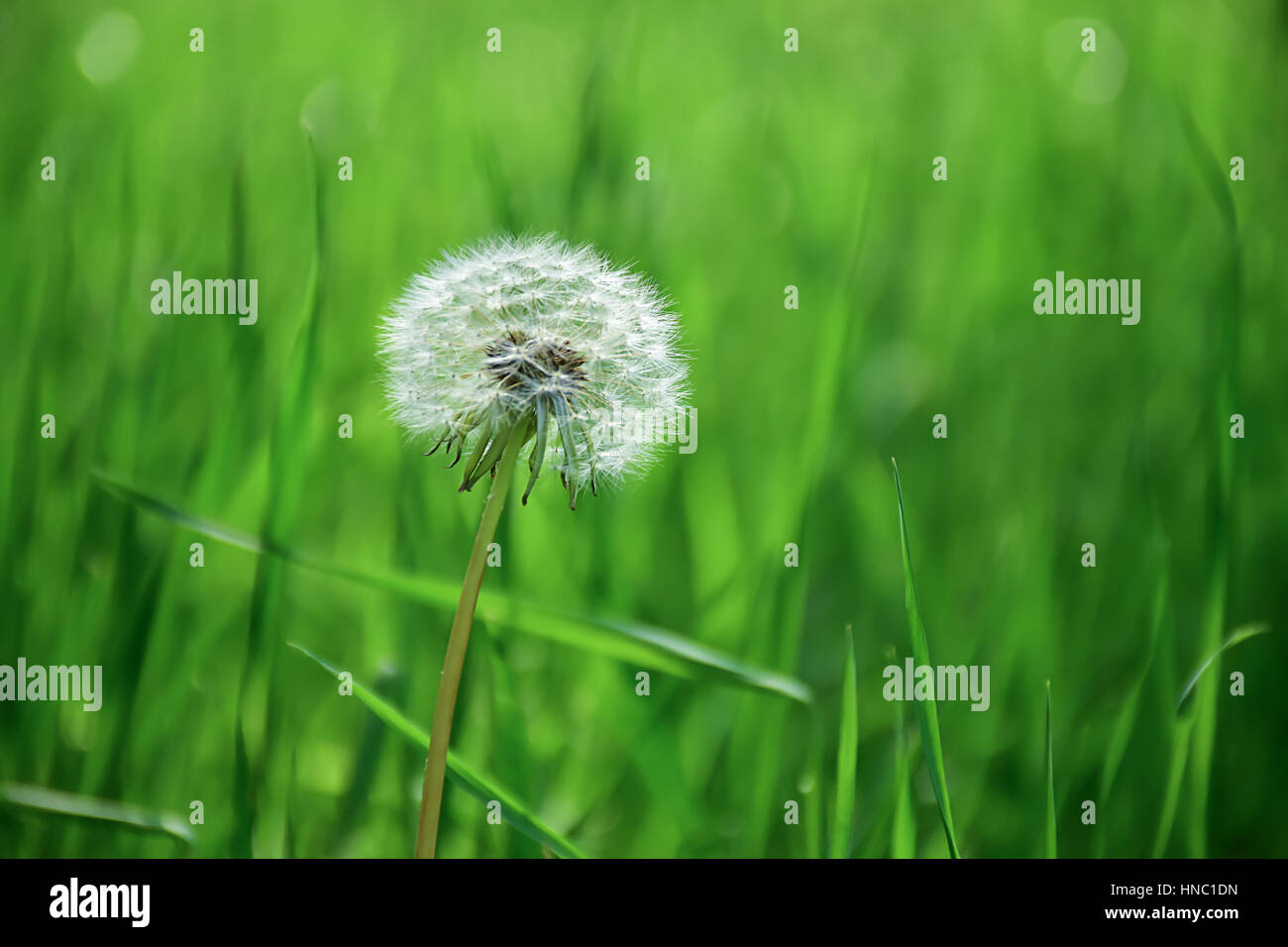 Taraxacum officinale - common dandelion - puff- Senecio vulgaris ...