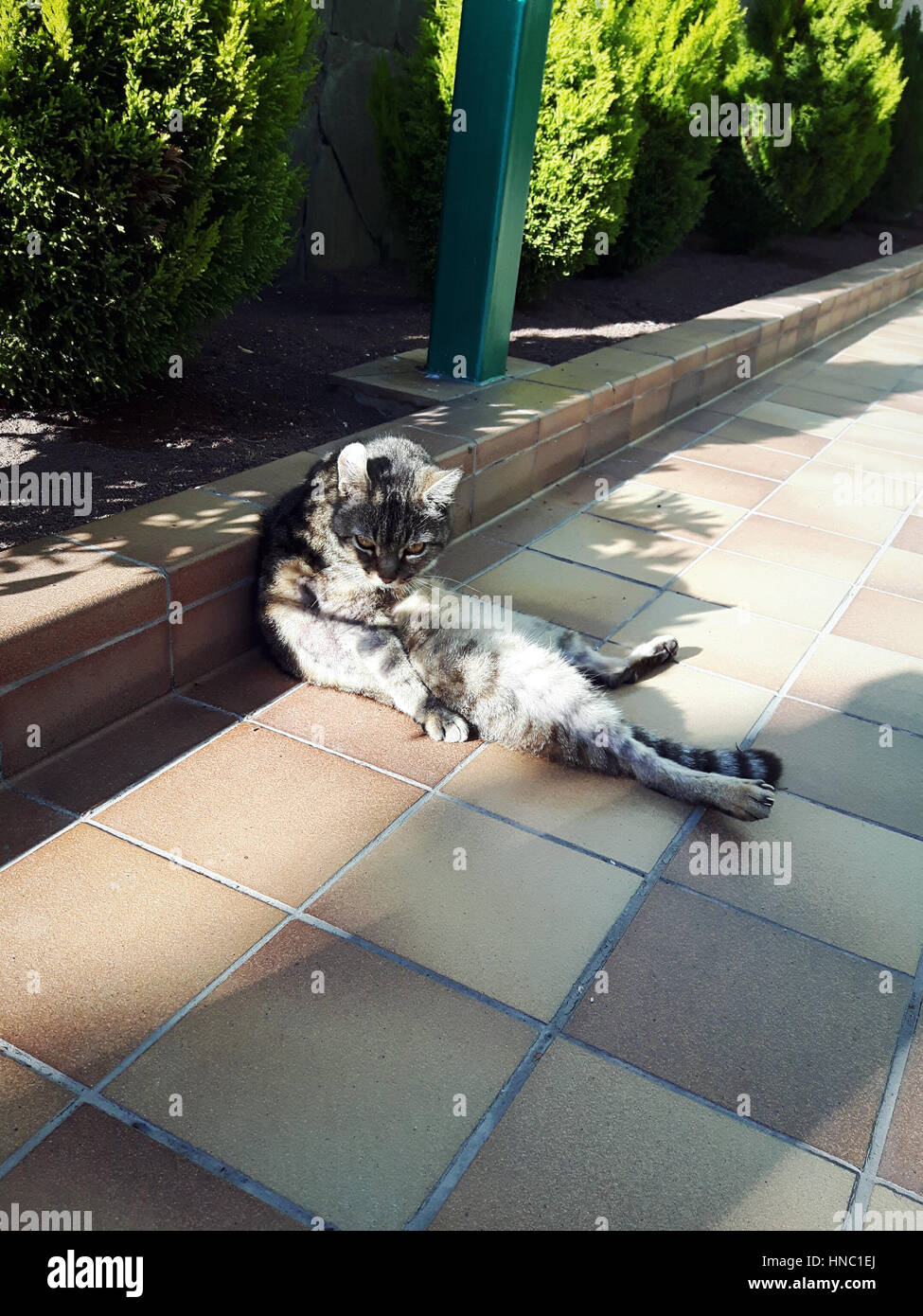 Domestic cat lazy humor hi-res stock photography and images - Alamy