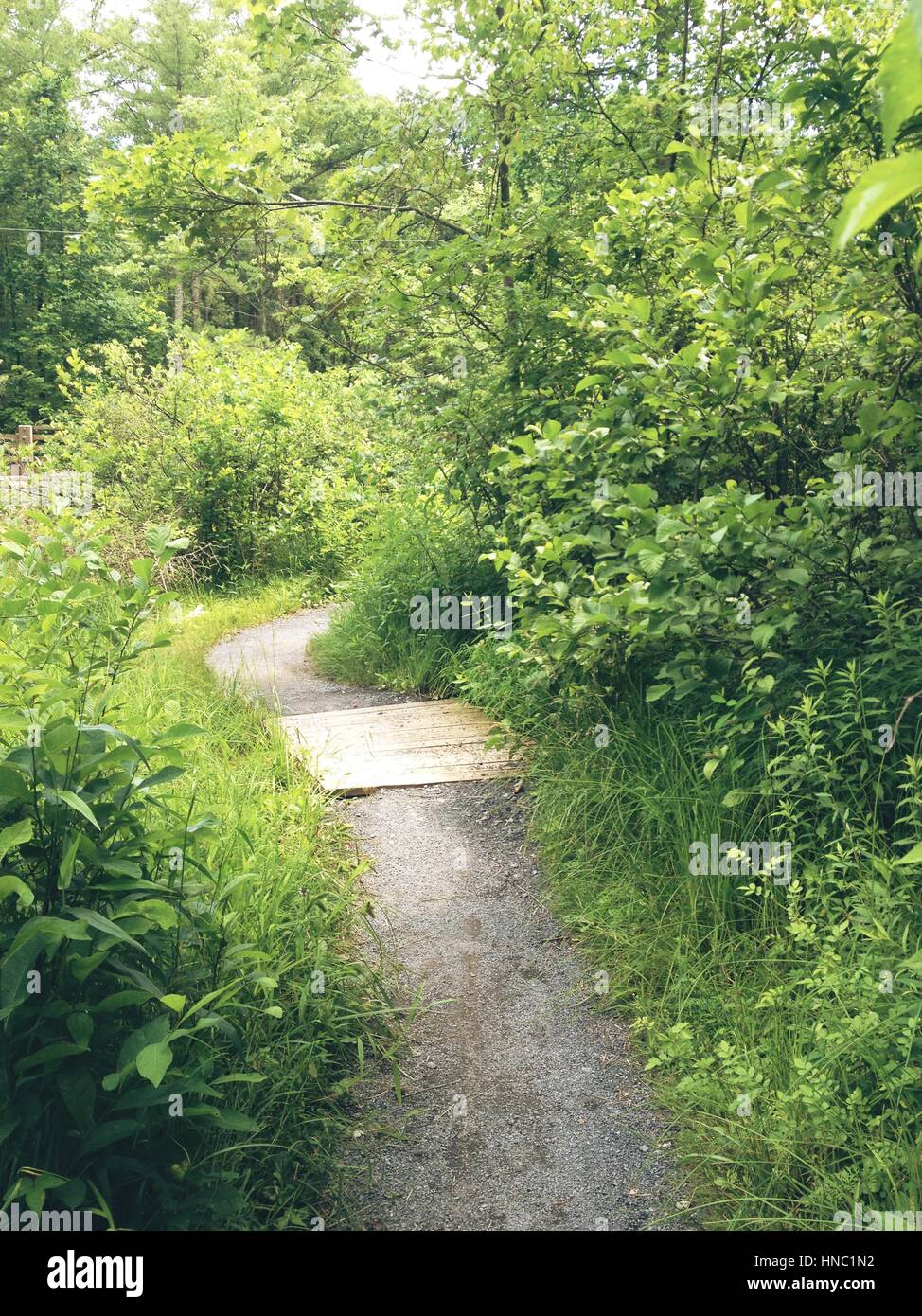 pathway in the forest Stock Photo - Alamy