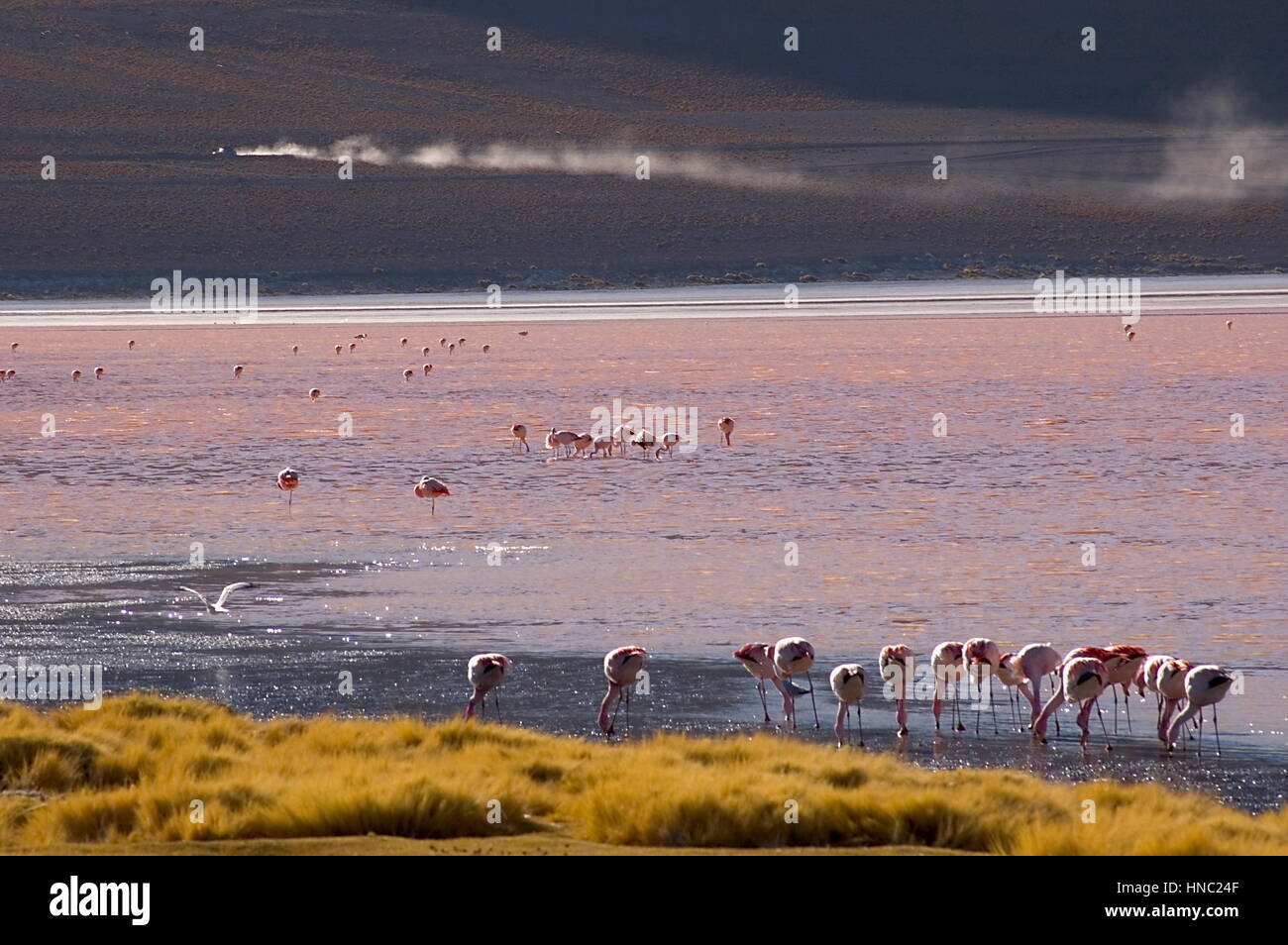 Landscapes in Bolivia Stock Photo - Alamy