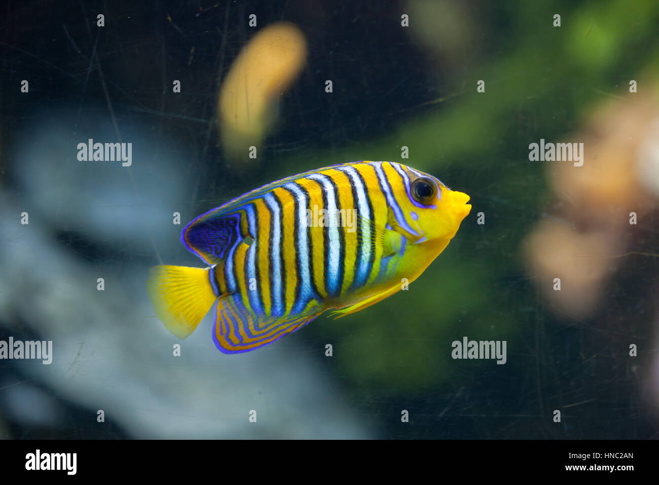 Royal angelfish (Pygoplites diacanthus), also known as the regal ...