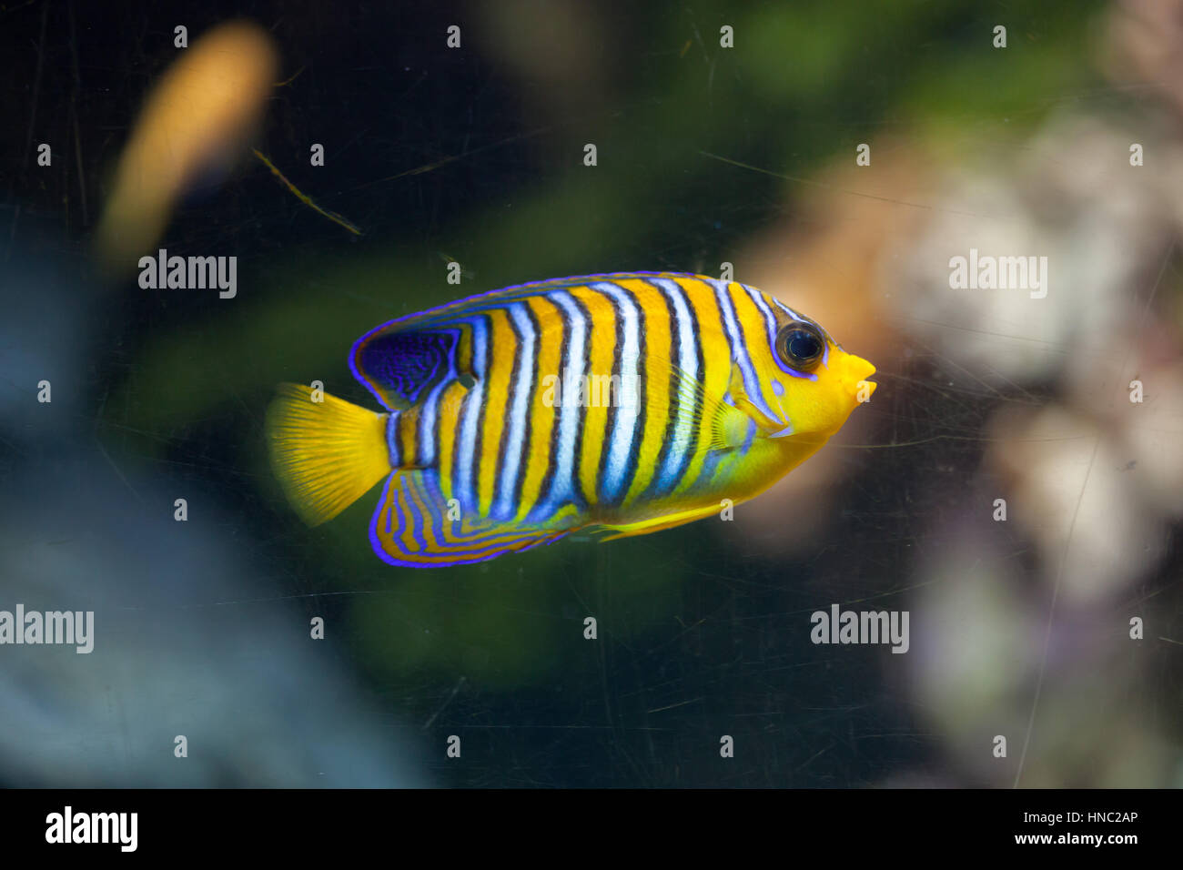 Royal angelfish (Pygoplites diacanthus), also known as the regal ...