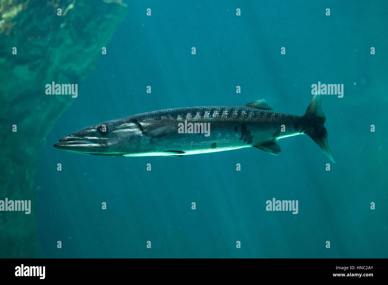 Great barracuda (Sphyraena barracuda), also known as the giant ...