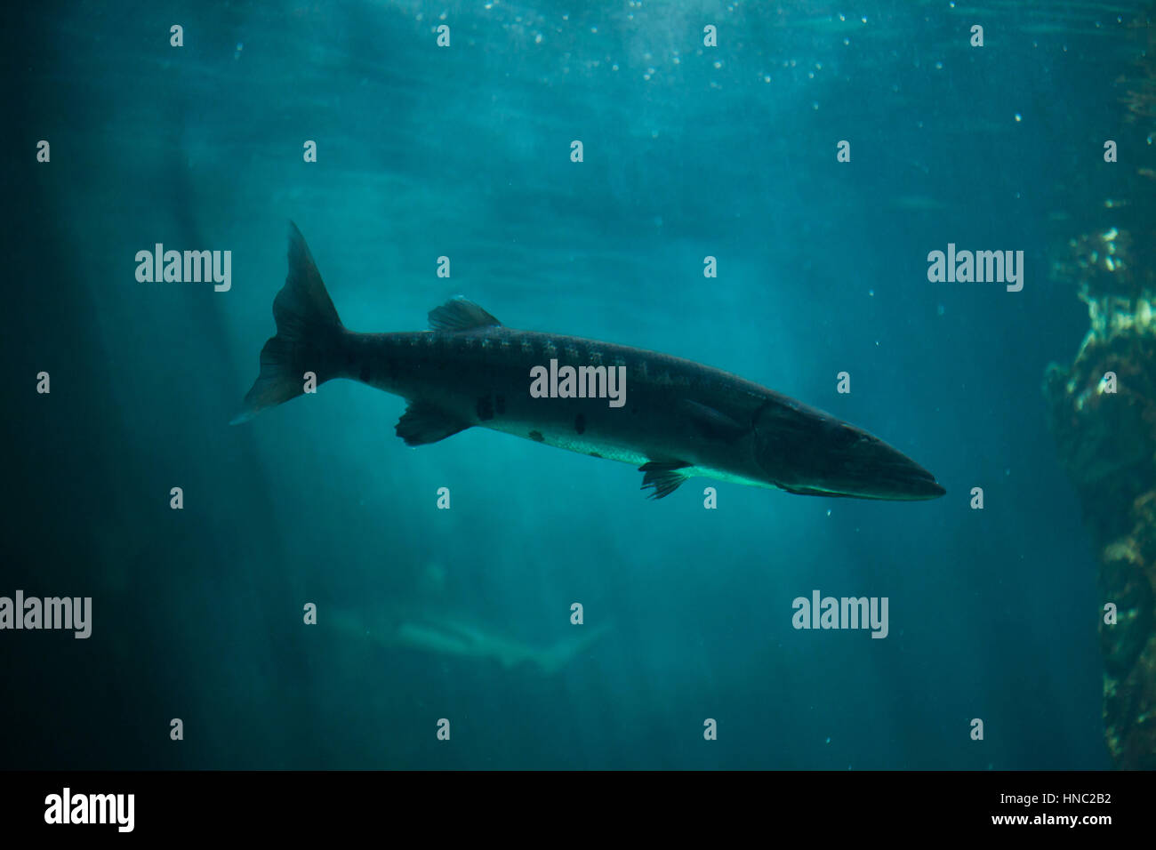 Great barracuda (Sphyraena barracuda), also known as the giant ...