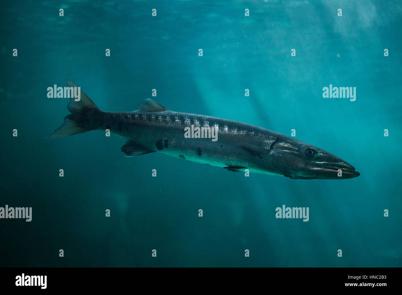 Pacific barracuda hi-res stock photography and images - Alamy