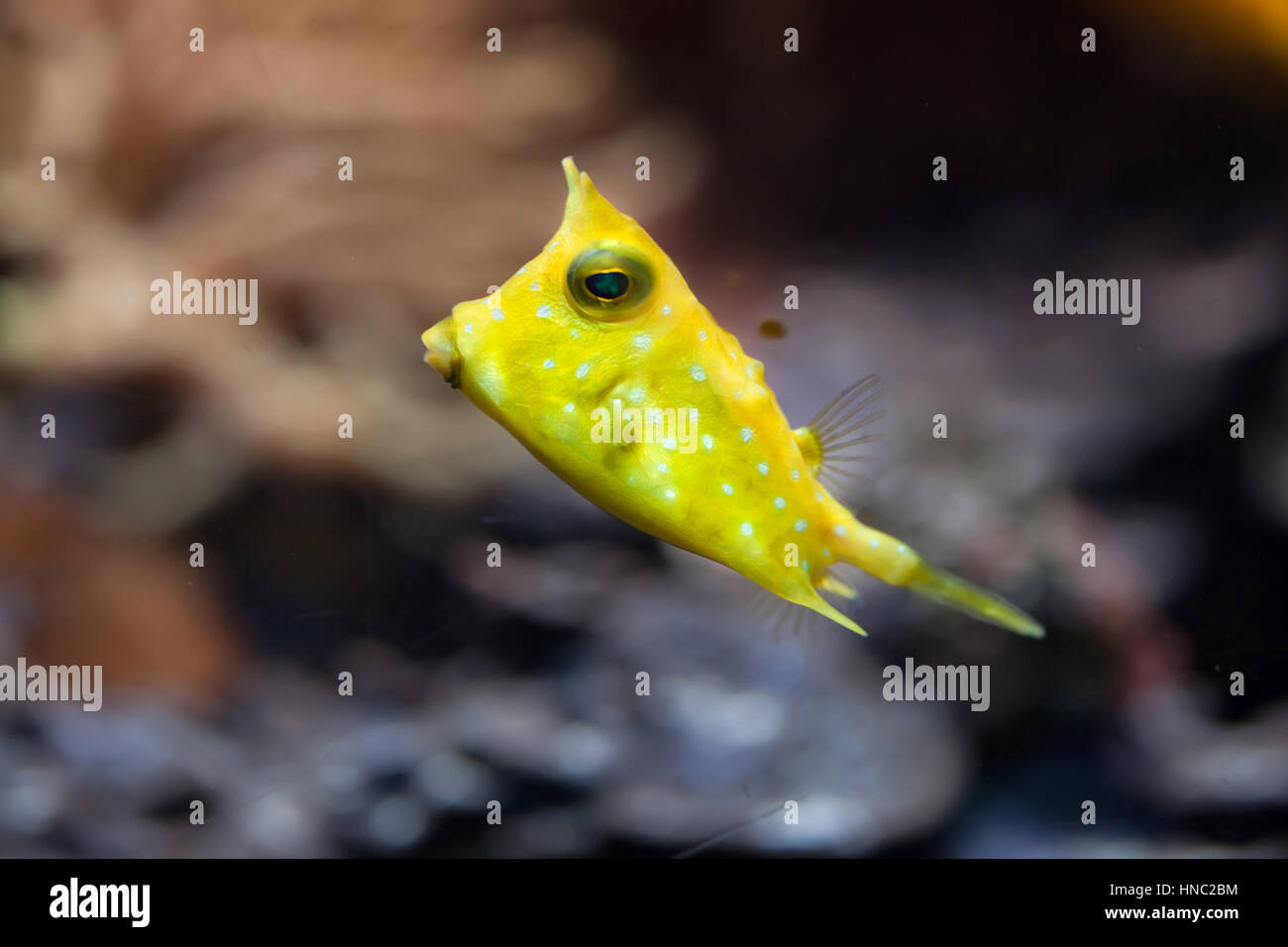 Longhorn boxfish (Lactoria cornuta), also known as the horned boxfish ...