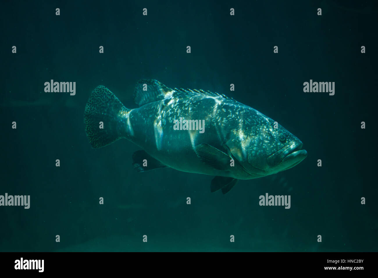 Giant grouper (Epinephelus lanceolatus), also known as the banded ...