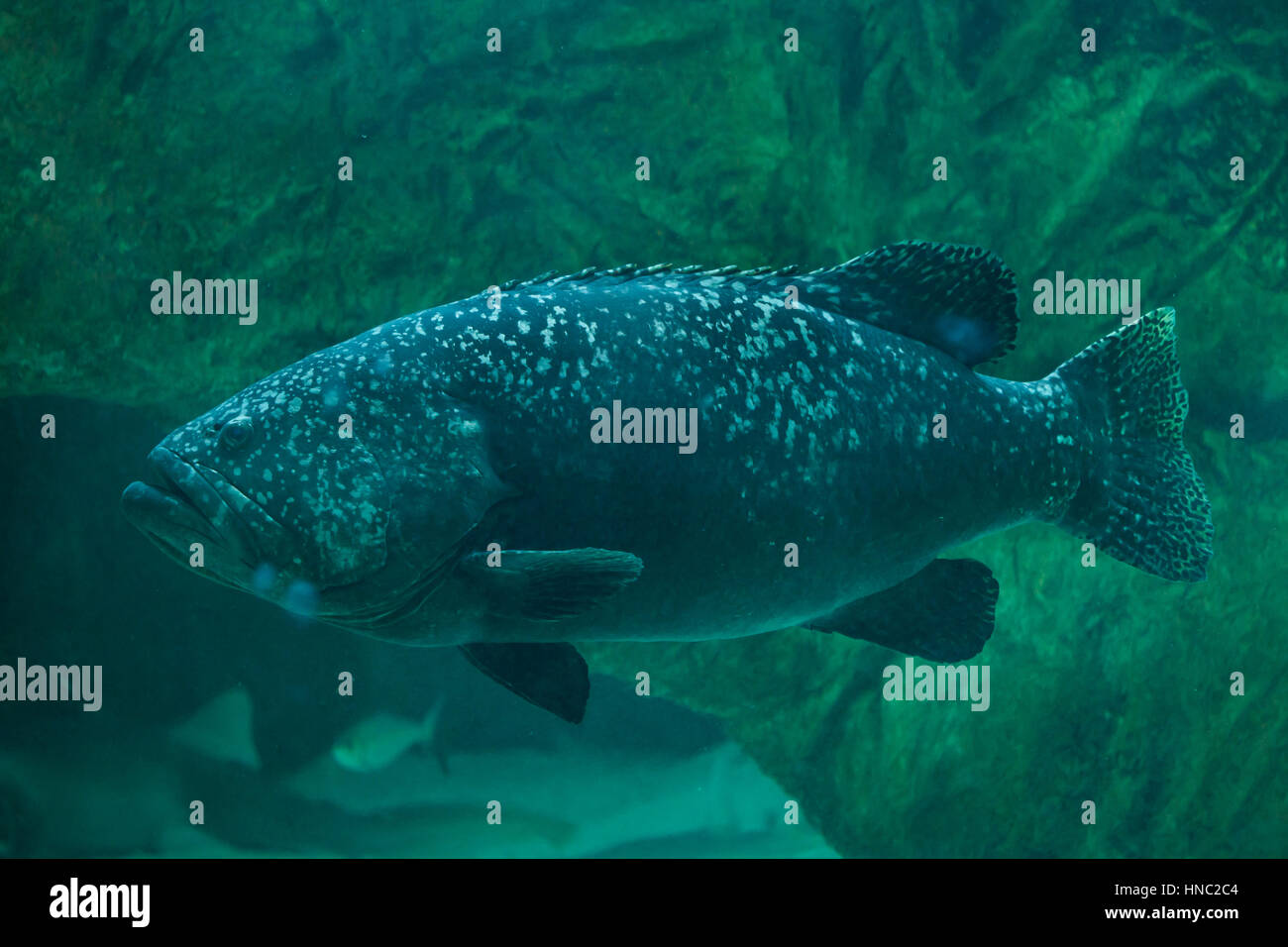 Epinephelus lanceolatus hi-res stock photography and images - Alamy