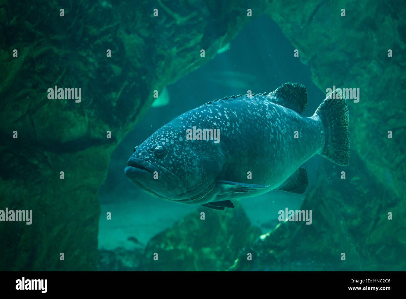 Giant grouper (Epinephelus lanceolatus), also known as the banded ...