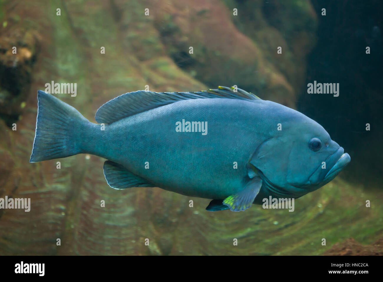 Blue-and-yellow grouper (Epinephelus flavocaeruleus Stock Photo - Alamy