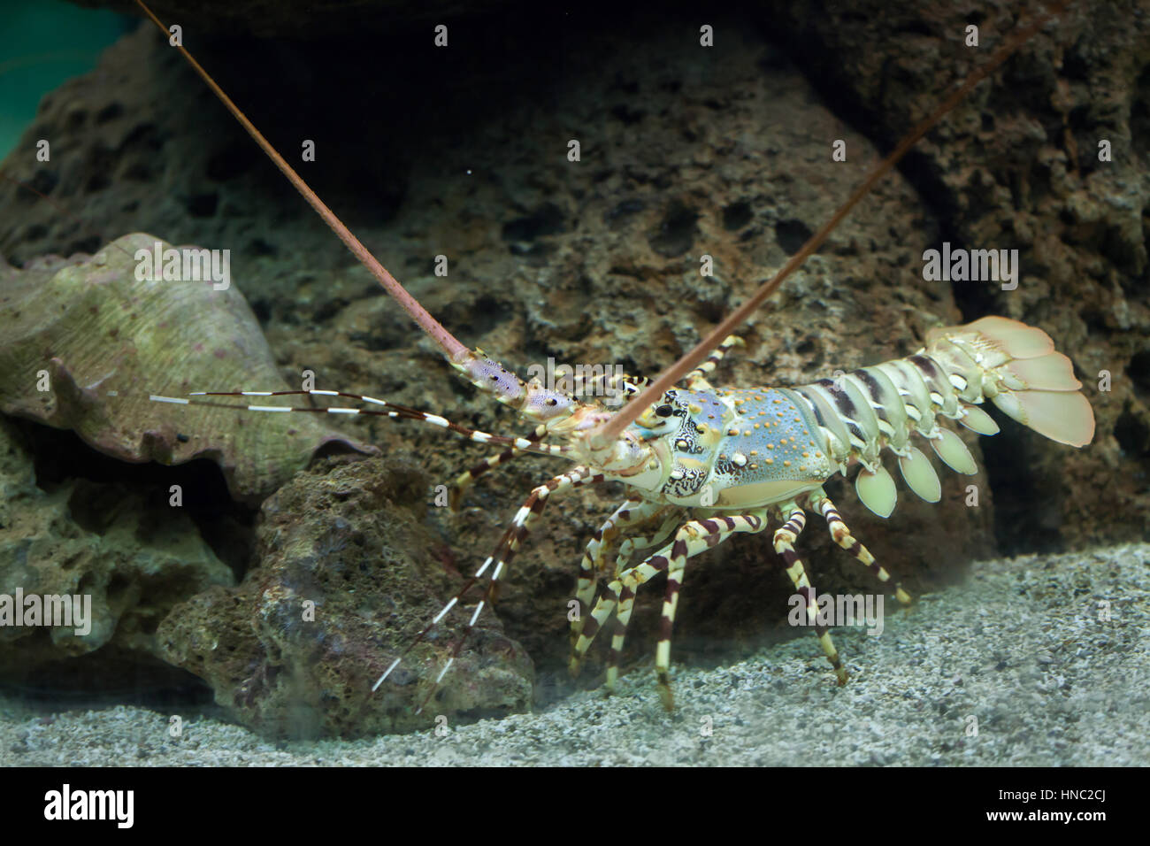 Caribbean spiny lobster (Panulirus argus Stock Photo - Alamy
