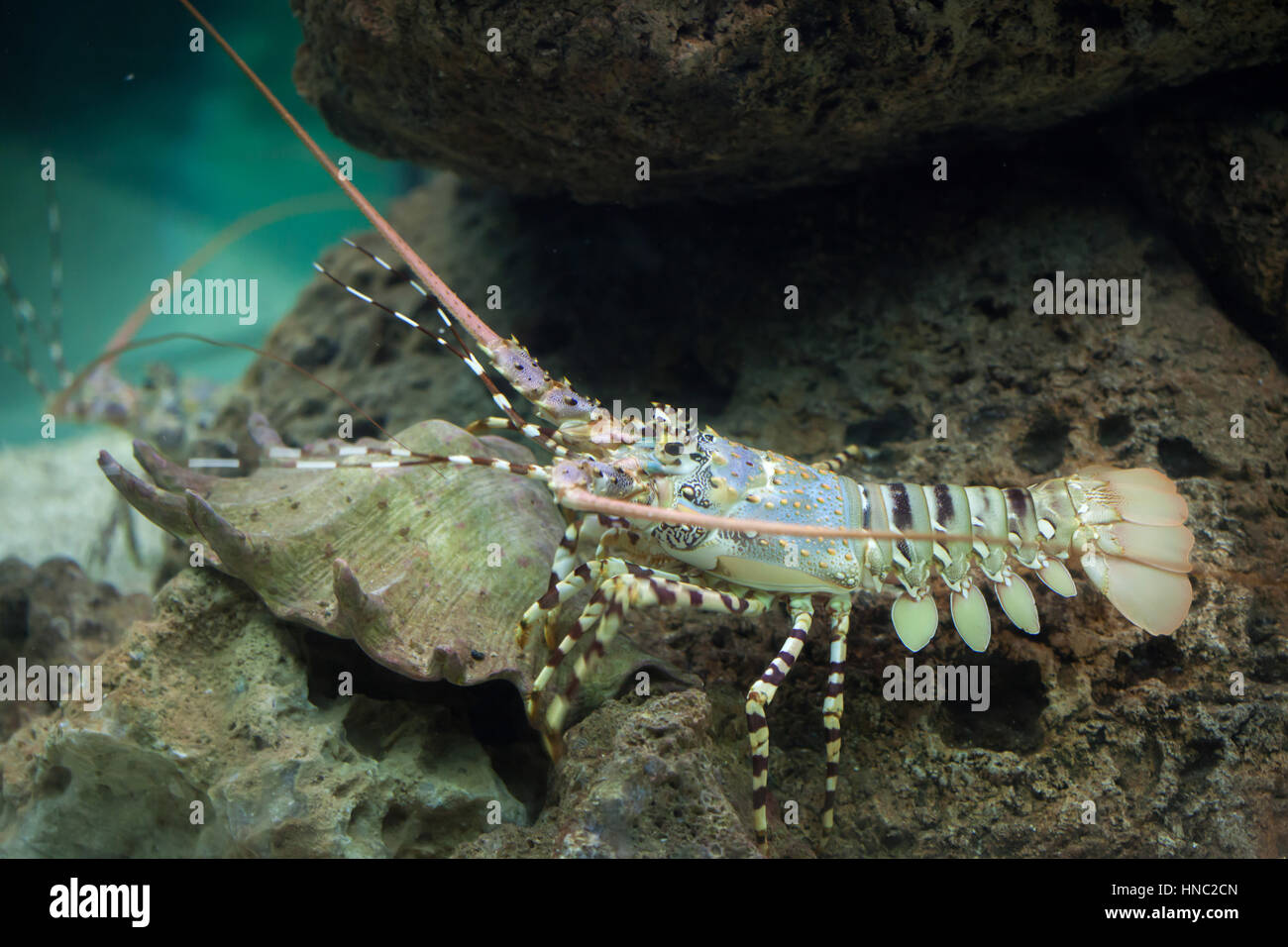 Caribbean spiny lobster (Panulirus argus Stock Photo - Alamy