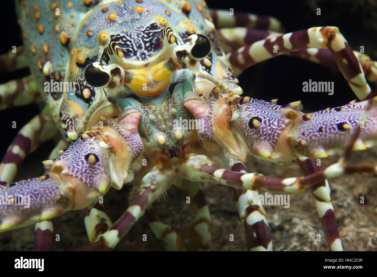 Caribbean spiny lobster (Panulirus argus Stock Photo - Alamy