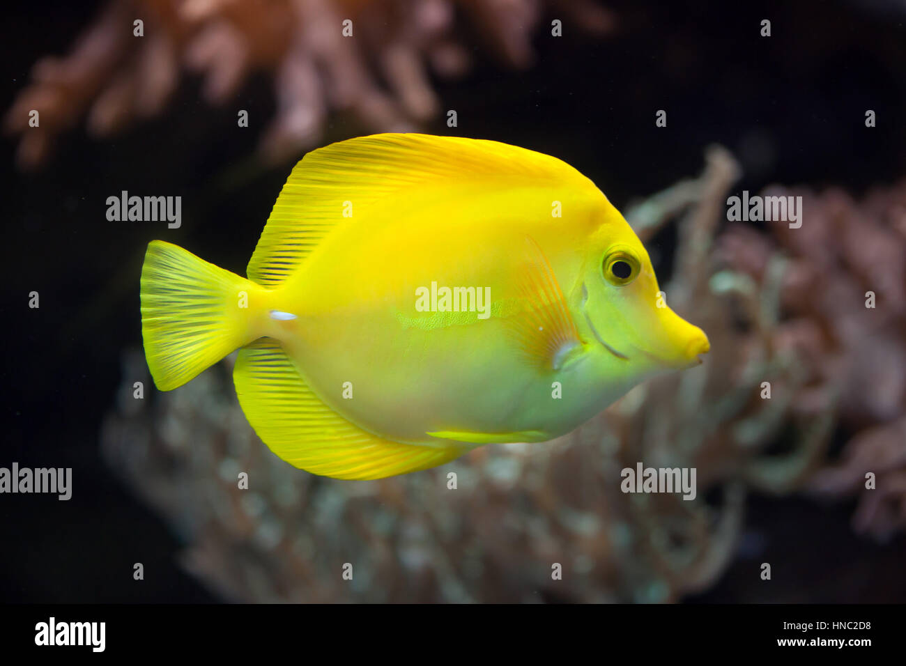 Yellow tang fish hi-res stock photography and images - Alamy