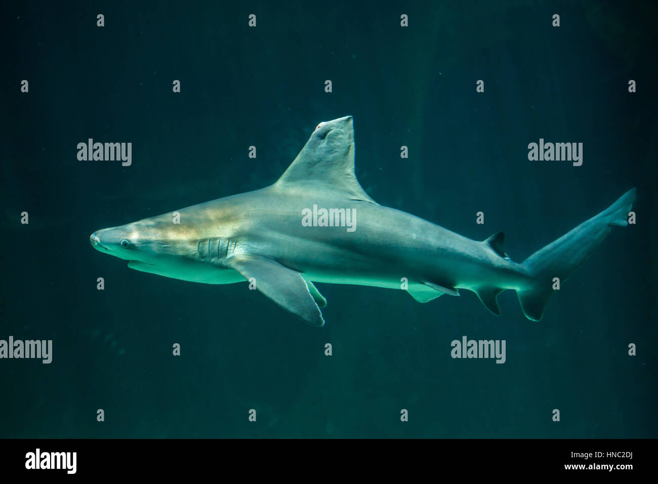 Sandbar shark (Carcharhinus plumbeus Stock Photo - Alamy