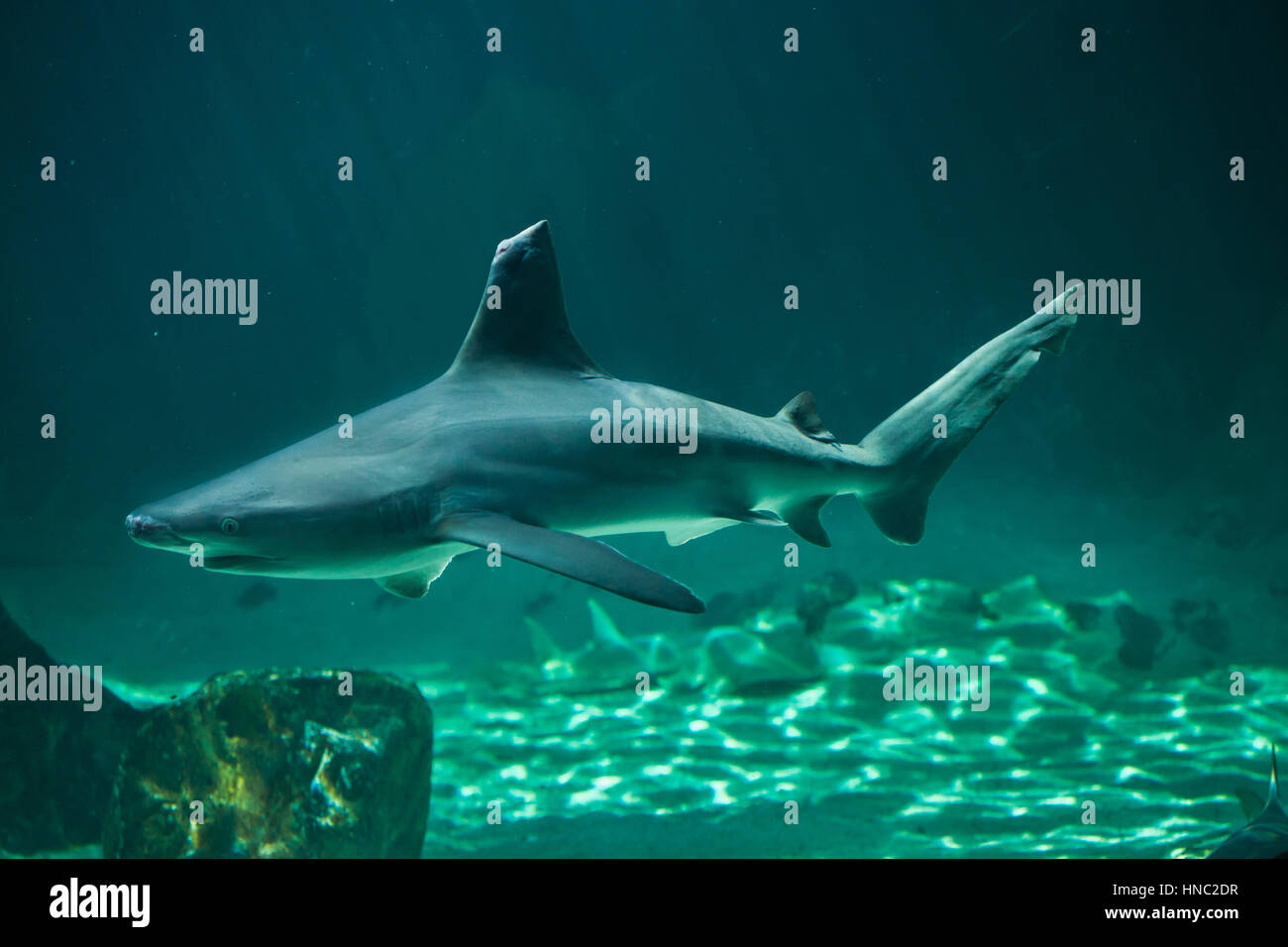 Sandbar shark (Carcharhinus plumbeus Stock Photo - Alamy
