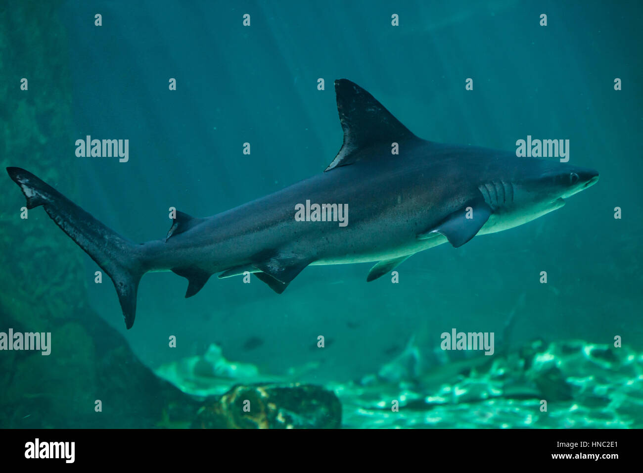 Sandbar shark (Carcharhinus plumbeus Stock Photo - Alamy