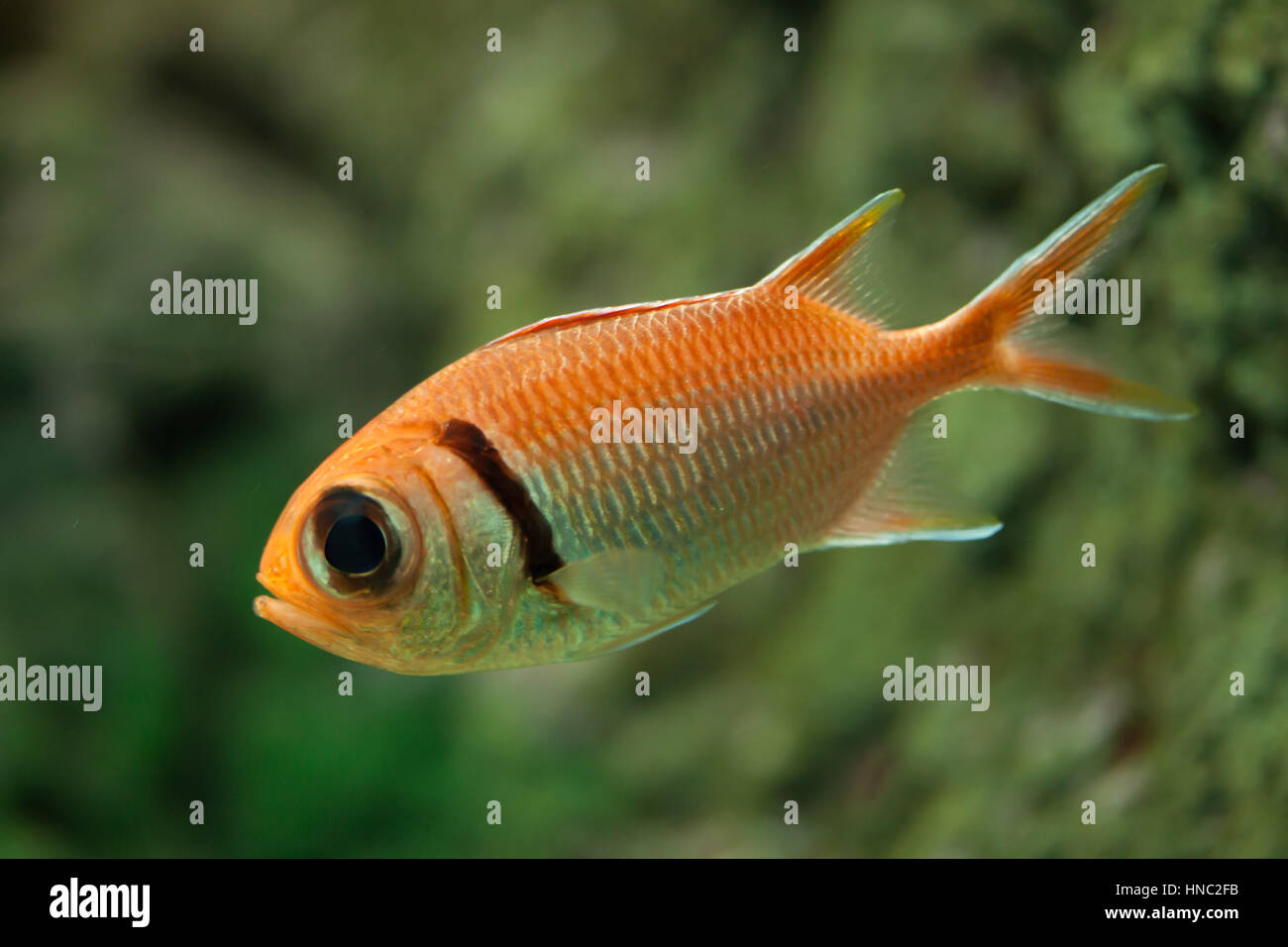 Blacktip soldierfish hi-res stock photography and images - Alamy