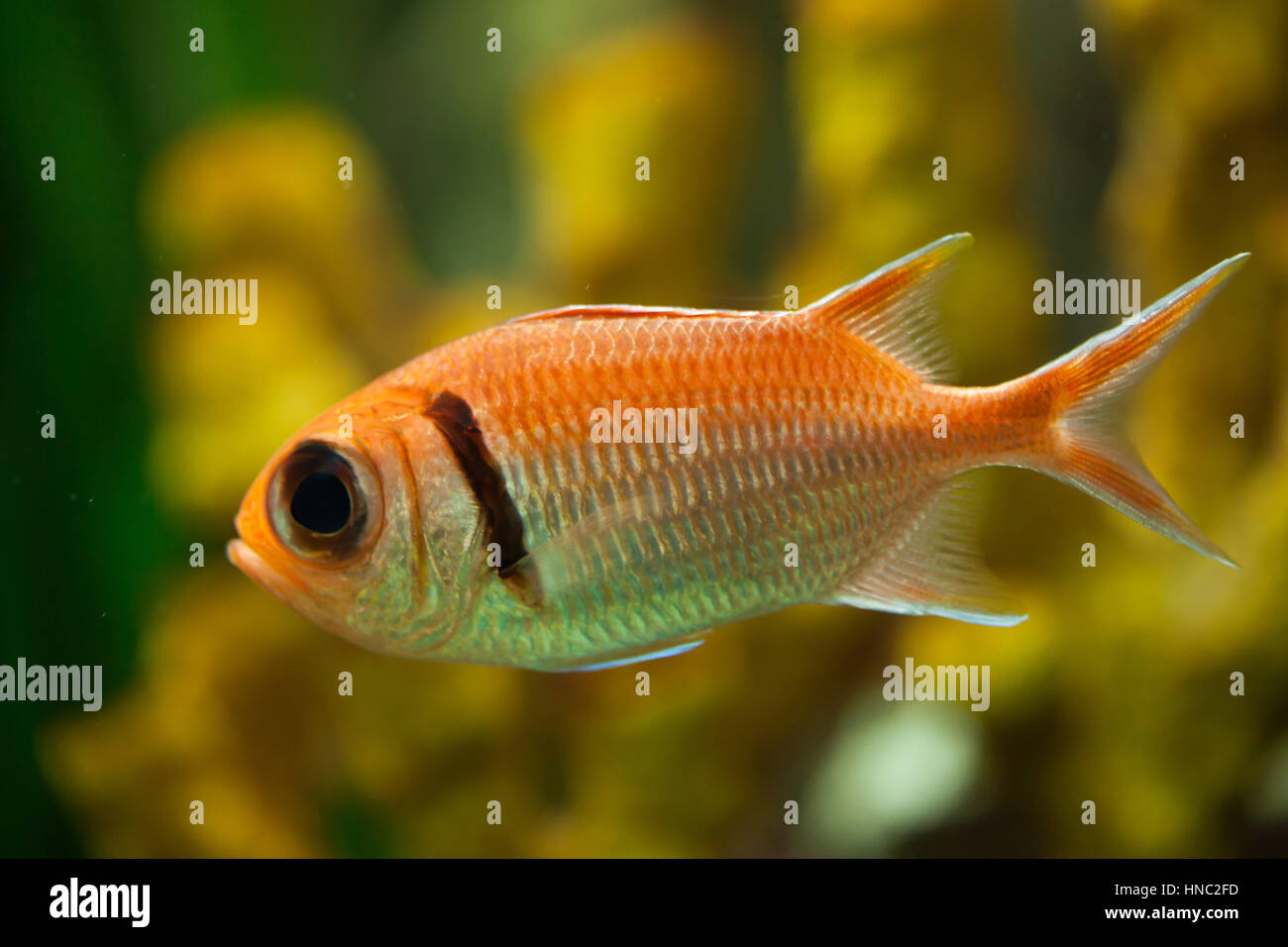 Blacktip soldierfish hi-res stock photography and images - Alamy
