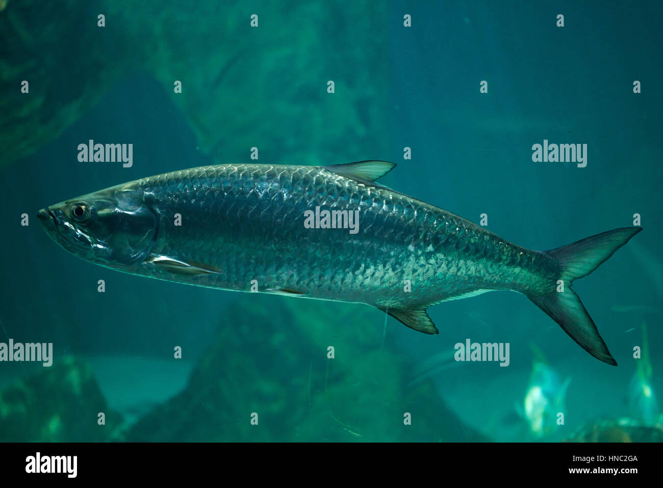 Atlantic tarpon (Megalops atlanticus Stock Photo - Alamy