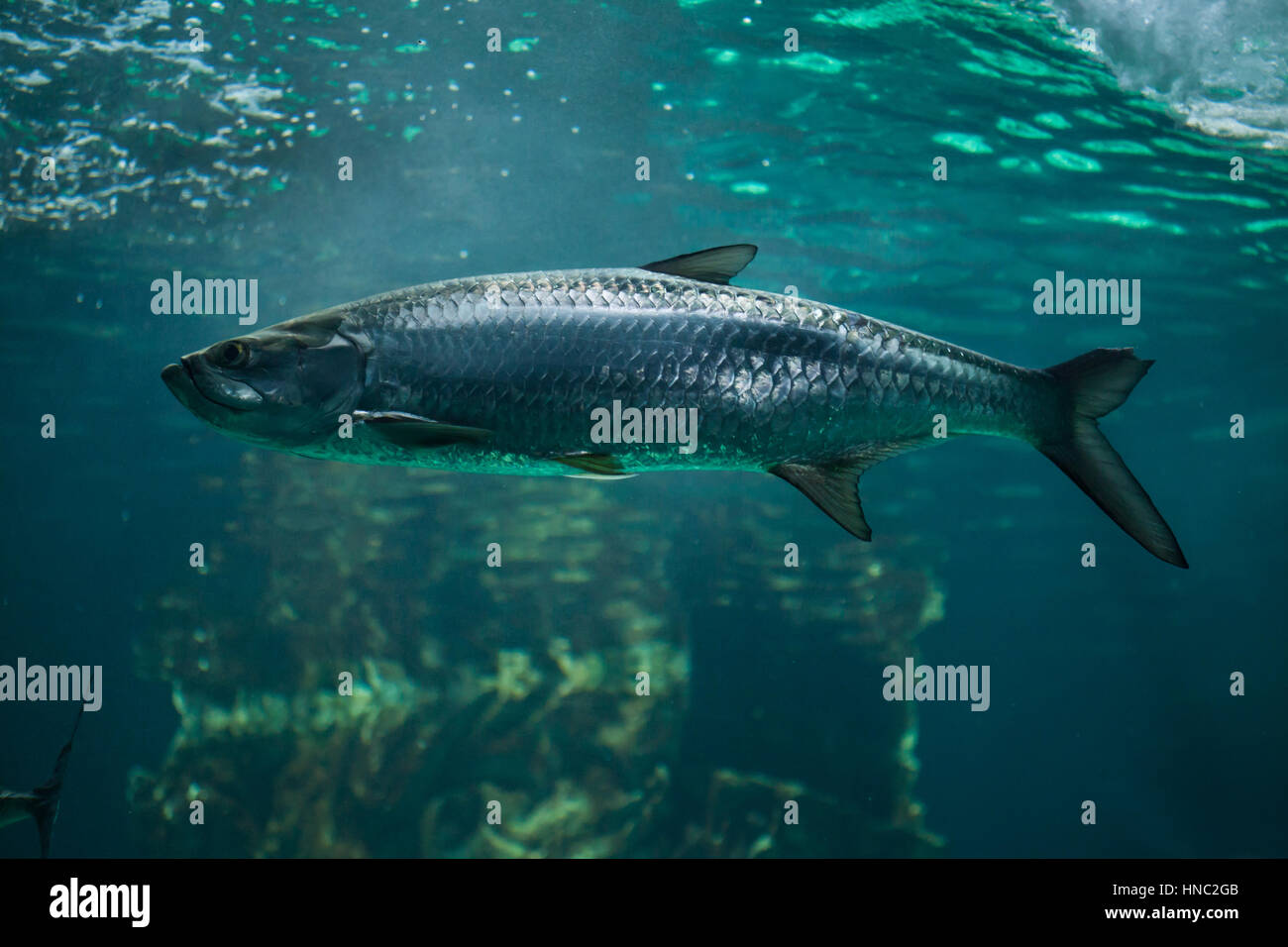Atlantic tarpon (Megalops atlanticus Stock Photo - Alamy
