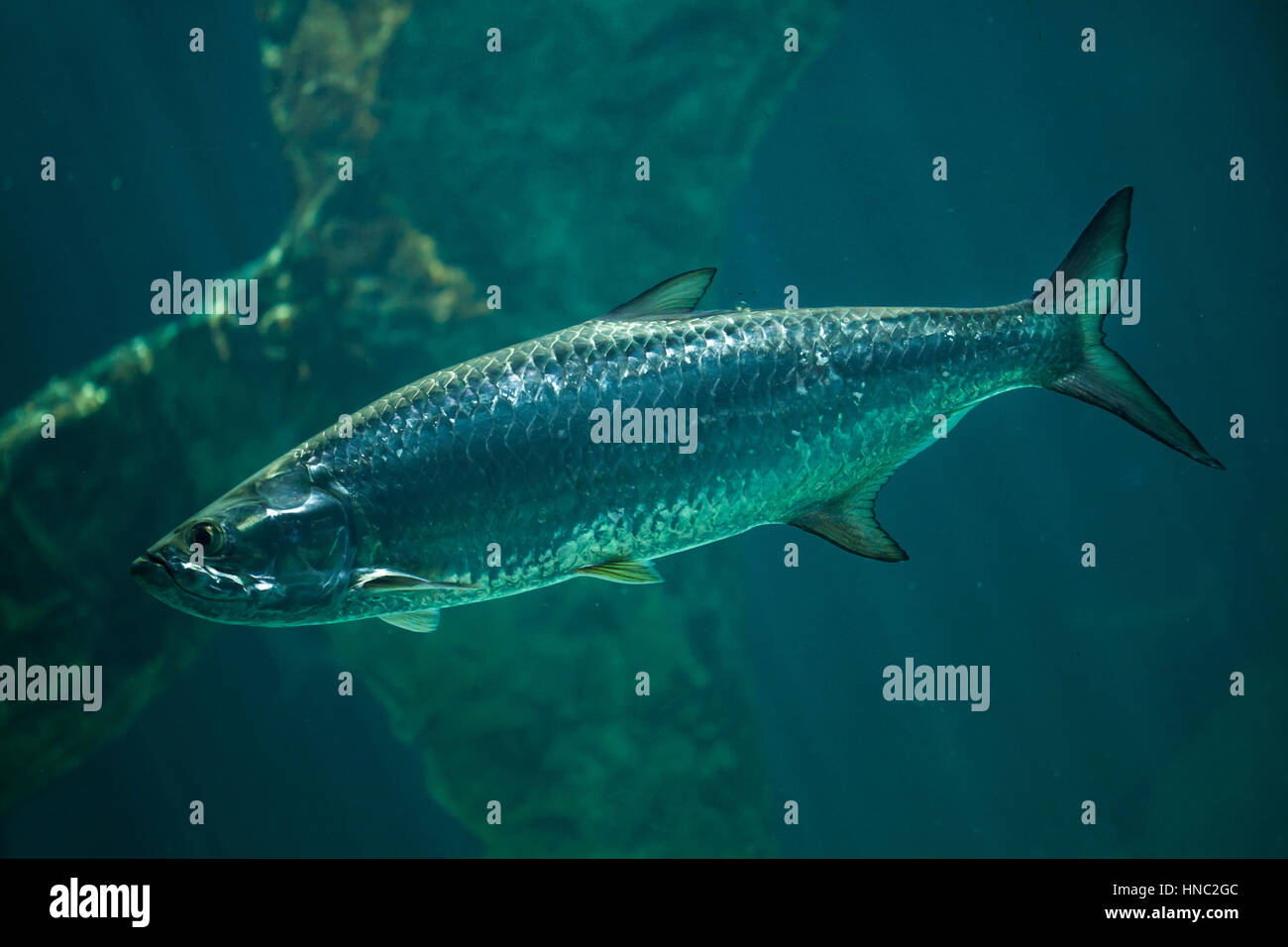 Elopiformes hi-res stock photography and images - Alamy